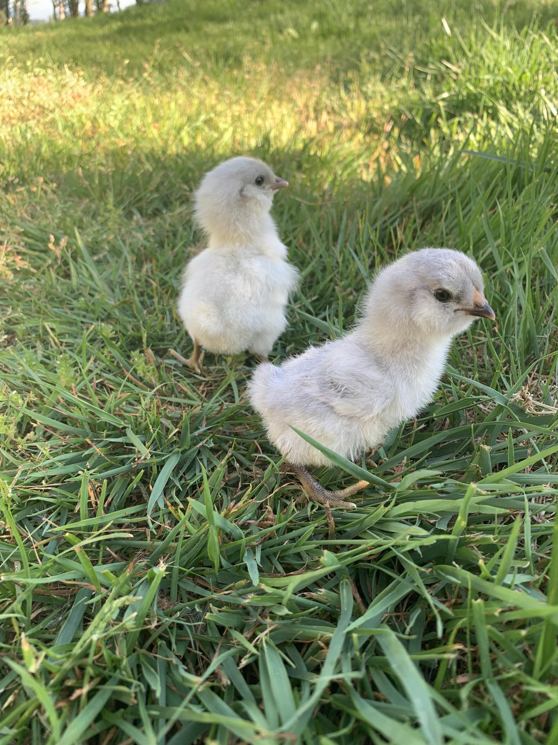 Lessons from Chickenlandia: Putting Young Chickens Outside Full-Time ...